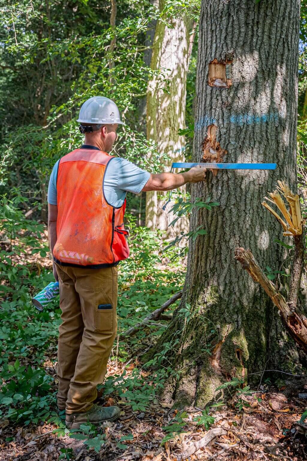 Timber Harvest Guide for Pennsylvania Landowners
