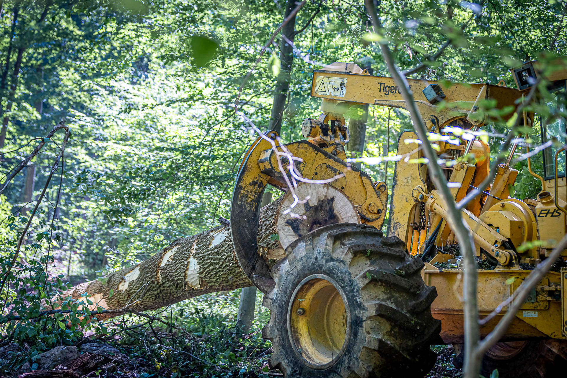 Forestry - Timber Purchasing - Stoltzfus Forest Products